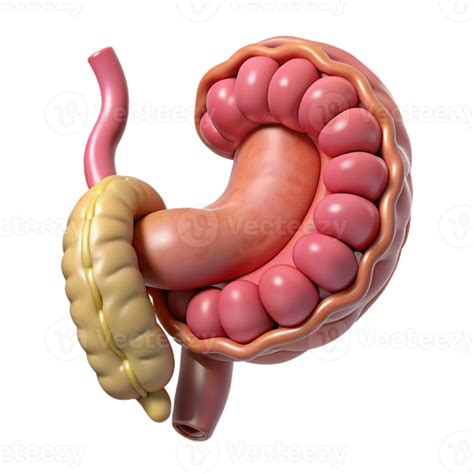 3d Render Of Human Digestive System 54718871 Png