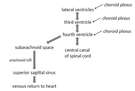 Biol373 Unit 2 Central Nervous System Flashcards Quizlet