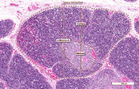 Histologia Do Timo Rotulada