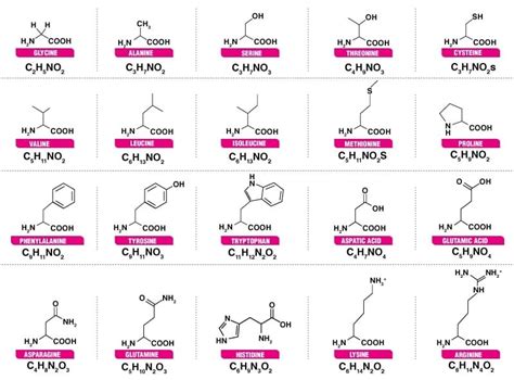 Classification Of Amino Acids