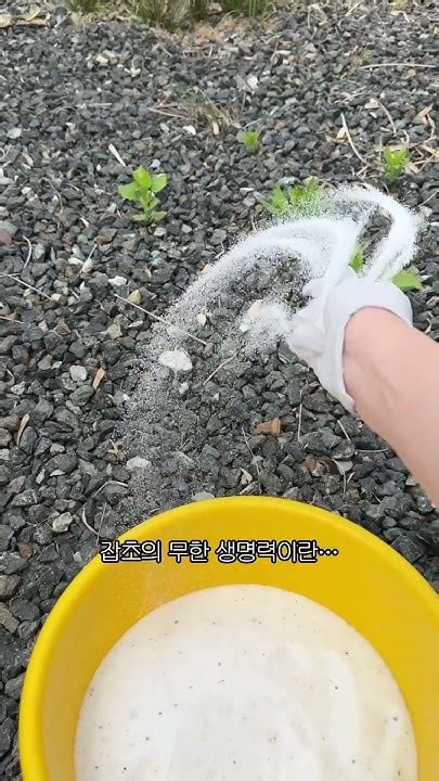 잡초와의 전쟁 250평 대지는 소금 20키로그램으로는 부족해🥹 Youtube