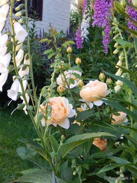 Садовые композиции с розами и сочетания сортов | Rose, Shrubs, Garden