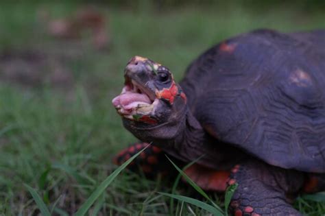 Turtle Reproduction Images Free Download On Freepik