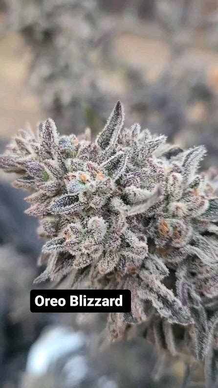 Prime Cuts Cannabis Clone Nursery And Seed Bank
