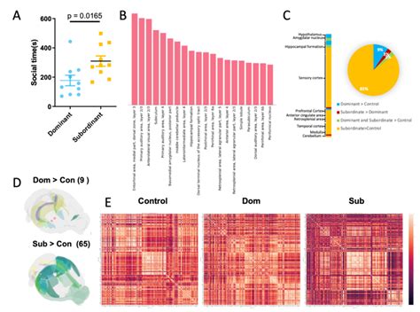 Distinct C Fos Activity Between Dominant And Subordinate Mice