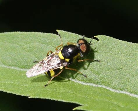 Oxycera Rara Oxycera Rara Naturbasen