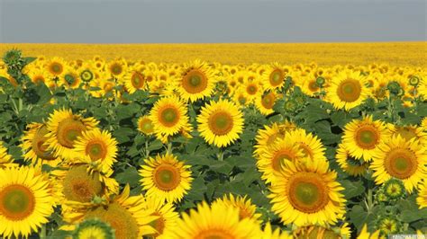 რუსეთმა მზესუმზირასა და რაფსზე საბაჟო ტარიფი 30 მდე გაზარდა Bpn