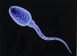 Can EMF Lead To Male Infertility EMF Protection Pros