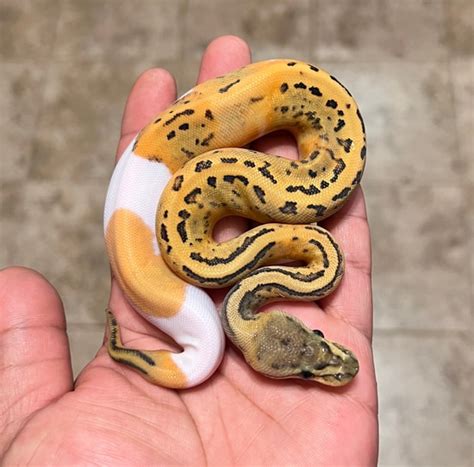 Leopard Pinstripe Desert Ghost Pied Ball Python By Pure Genetic Jas