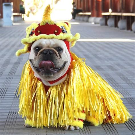 Dog Costumes Scarehouse Pet Costume New Hotdog One