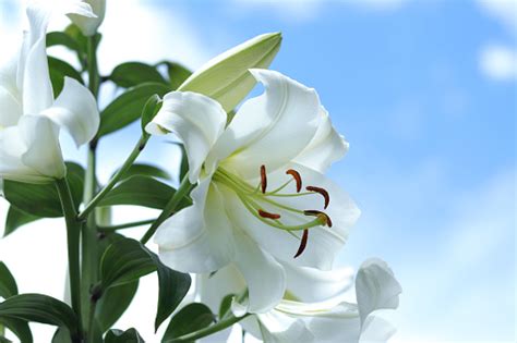 화이트 마돈나 릴리 파란색 배경에 릴륨 칸디덤 꽃 부활절 릴리 꽃 복사 공간이있는 인사말 카드 백합 이슬방울이 있는 화이트 릴륨
