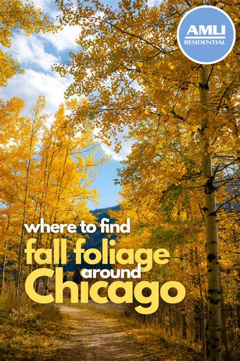 Best Places To See Fall Foliage In Chicago