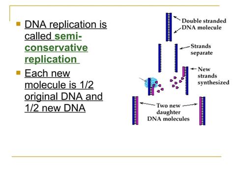 Dna Structure Function Replication Lesson Ppt