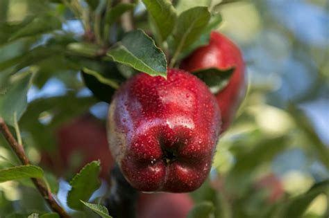레드 애플 클러스터는 나무 지점레드 맛 있는 스 칼 렛 Spu 빨간색 초기 빨간색 하나 Starkrimson에 과일에 대한 스톡 사진 및 기타 이미지 Istock
