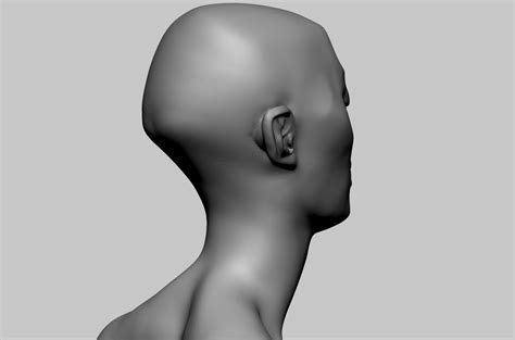 Stylized Female Head Anatomy 3d Turbosquid 1560429