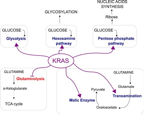 Figure 1 From Interferon Regulatory Factor 1 Irf1 Links Immunological