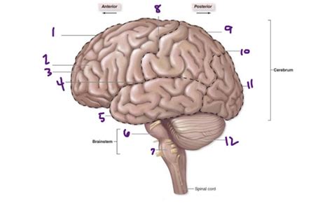 Nervous System Lab Quiz Flashcards Quizlet