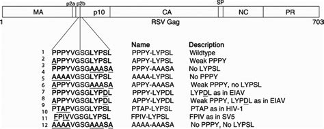 Overview Of Late Domain Mutations Within Rsv Gag Established And