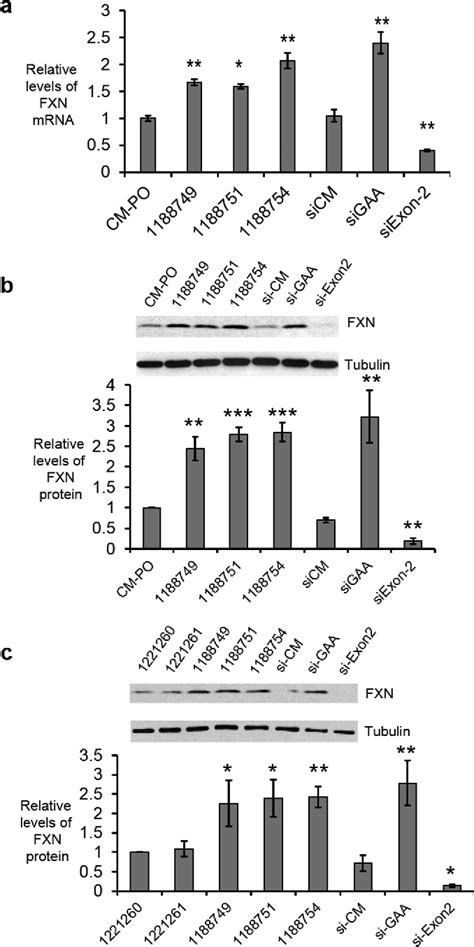 Activation Of Fxn Expression By Ss Sirnas A Activation Of Fxn Mrna Download Scientific