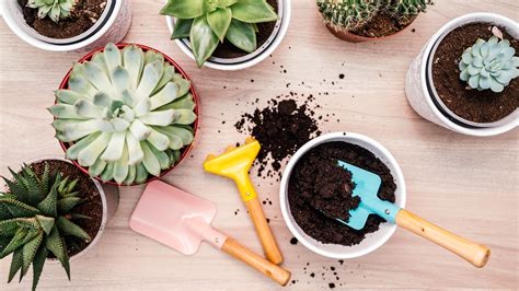9 Mistakes You Make When Repotting A Plant Toms Guide