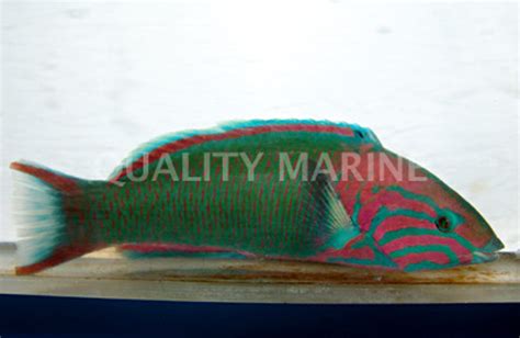Sunset Wrasse Quality Marine