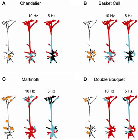 Domain Specific Dendritic Inhibition Shapes Regional Excitatory