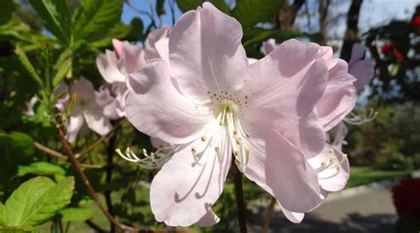 21 Different Types Of Rhododendron To Plant This Season