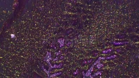 Human Stomach In Section Filmed Under Microscope 400x With Oblique