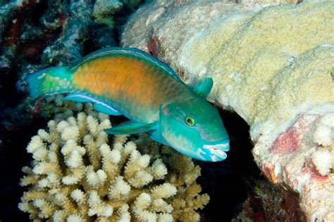 Marah J Hardt新书《欲海奇观》（sex In The Sea）：千奇百怪的海洋生物性爱 神秘的地球 科学自然地理探索