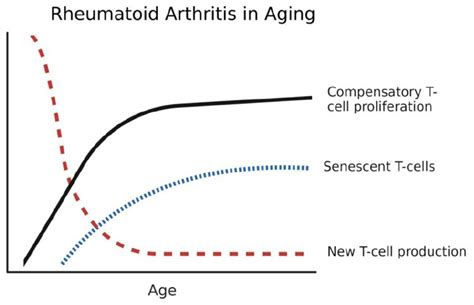 Immunosenescence In Rheumatoid Arthritis As The Immune System Ages