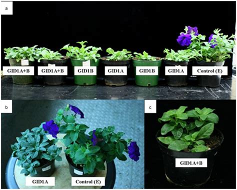 Controlling Plant Architecture By Manipulation Of Gibberellic Acid