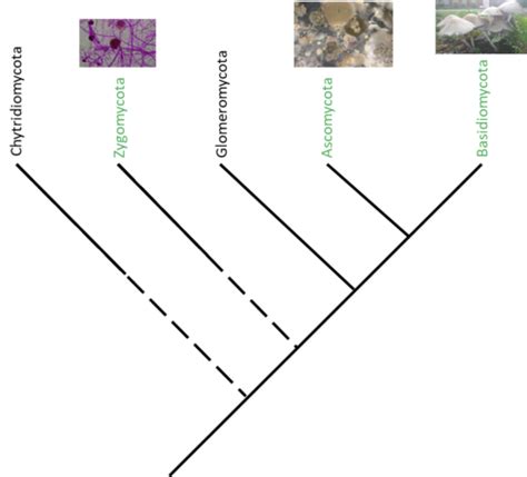 Fungi Exam 4 Flashcards Quizlet