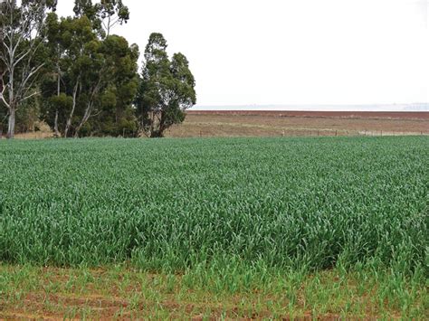 Integrated Crop And Pasture Based Livestock Production Systems Part