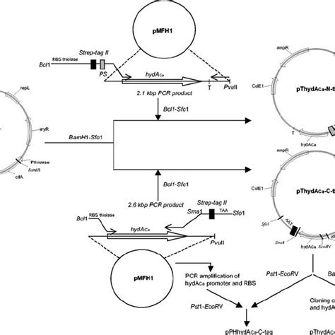 Construction Of The Shuttle Expression Vectors For Each Plasmid The