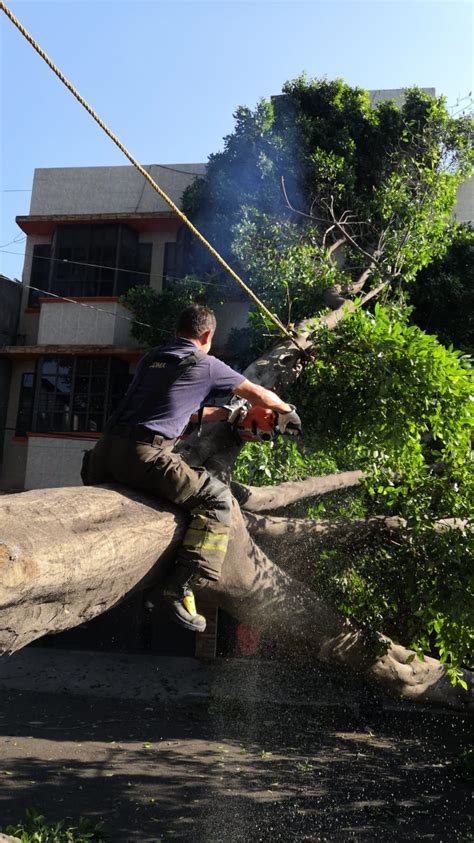 Fuertes Vientos En Cdmx Provocaron Caída De árboles De Más De 10 Metros