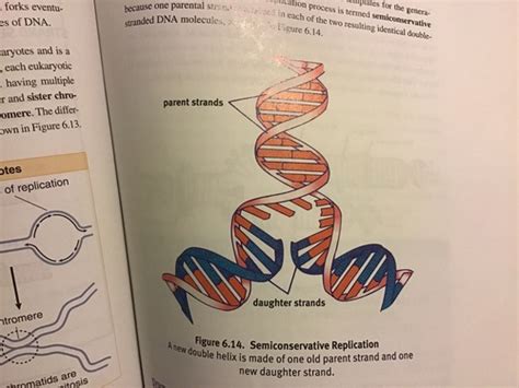 Lecture 11 Dna Flashcards Quizlet