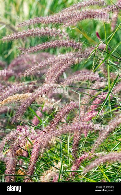 Pennisetum Orientale Oriental Fountain Grass Cenchrus Orientalis