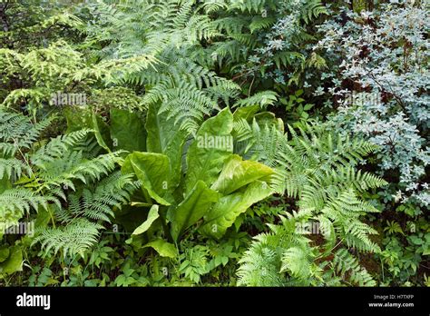 Leaf Diversity In Temperate Rainforest Understory Mitkof Island