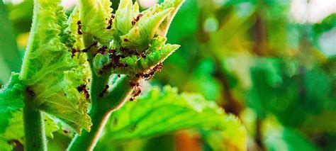Algoritmos Bioinspirados Algoritmos Inspirados Na Natureza Csm