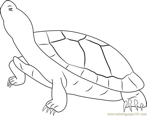 Red Eared Slider Coloring Page Coloring Pages