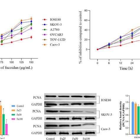 The Effects Of Fucoidan On Oc Cell Proliferation A Normal Ovarian
