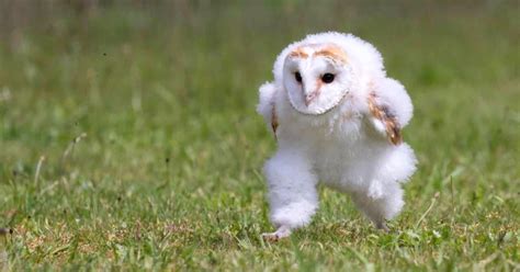 Woman Films Hilariously Adorable Baby Barn Owl Running And Millions