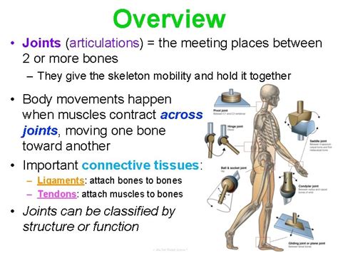 Overview Joints Articulations The Meeting Places Between 2