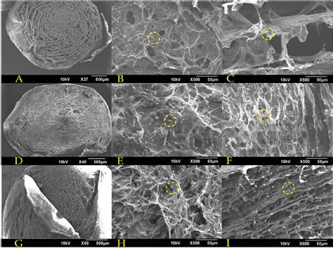 Figure 8 From The Impact Of Yeast Encapsulation In Wort Fermentation And Beer Flavor Profile