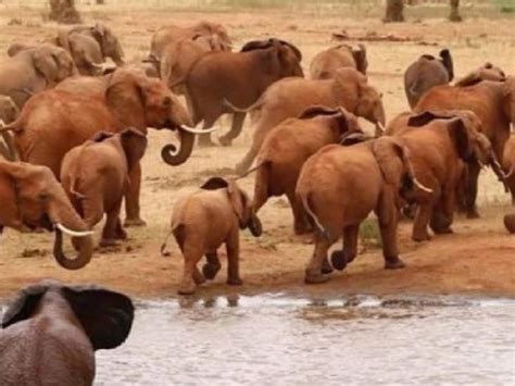 Mueren Elefantes En Kenia A Causa De Intensa Sequía