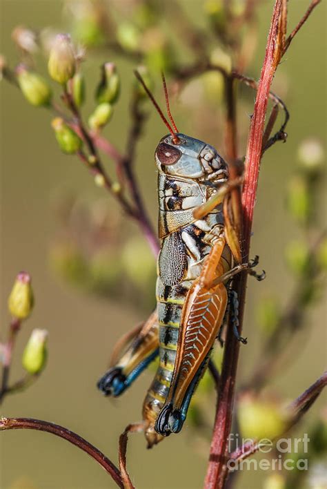 Grasshopper 1 Photograph By Al Andersen Fine Art America