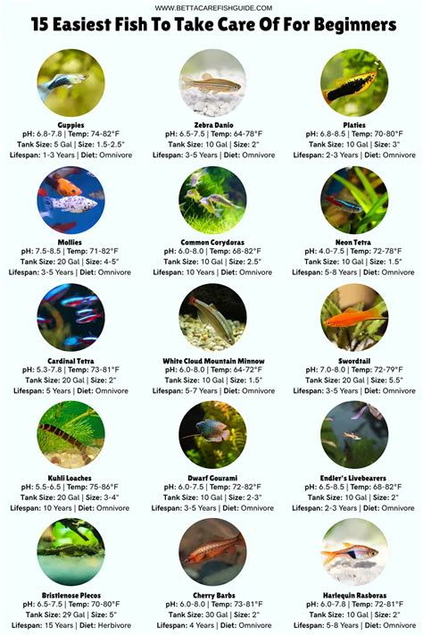 15 Easiest Fish To Take Care Of Insights From 150 People