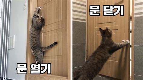 혼자 있고 싶어서 스스로 문 닫고 들어가는 상위 1고양이 Youtube