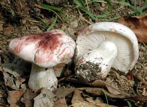 Гигрофор сыроежковый (Hygrophorus russula) фото и описание