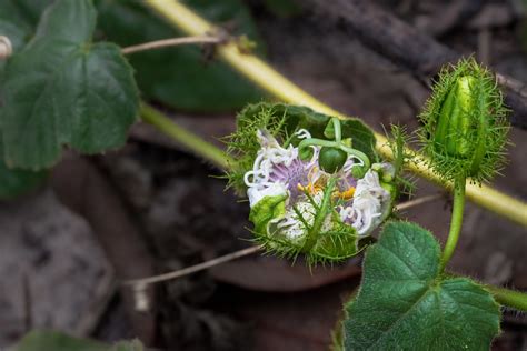 Flower Bud Passion Fruit Free Photo On Pixabay Pixabay